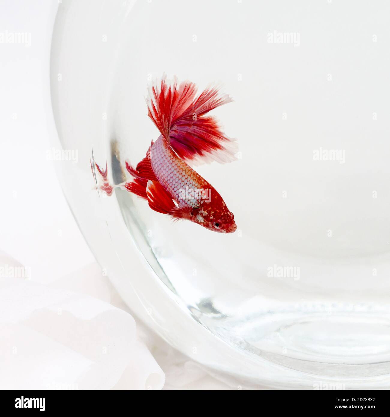 Siamese fighting fish on white background,Beautiful fish isolated Stock ...