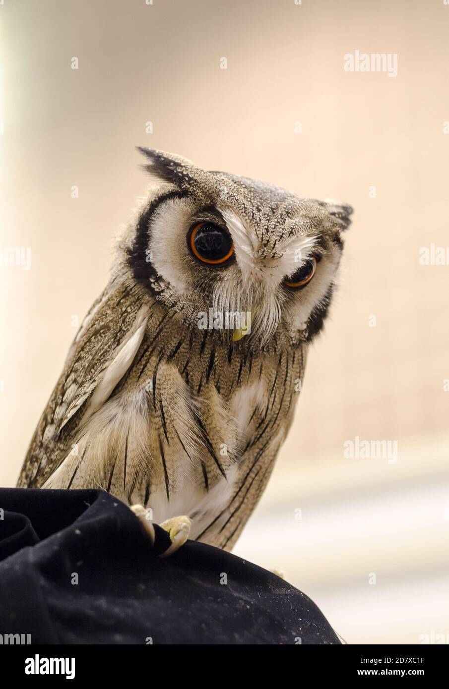 Eurasian pygmy owl flight hi-res stock photography and images - Alamy