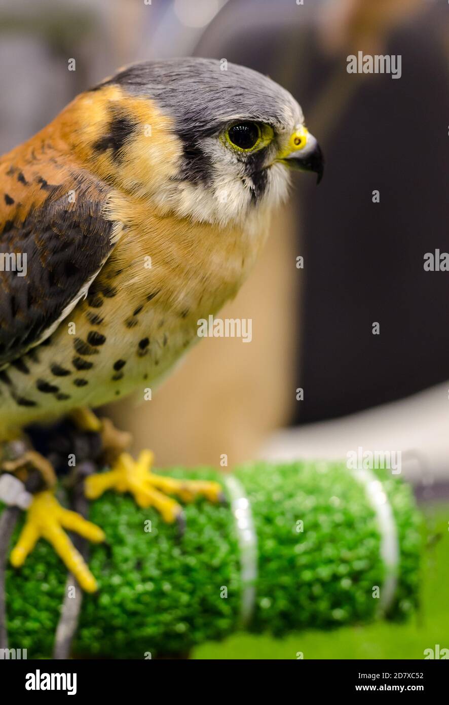 Peregrine falcon portrait close hi-res stock photography and images - Alamy