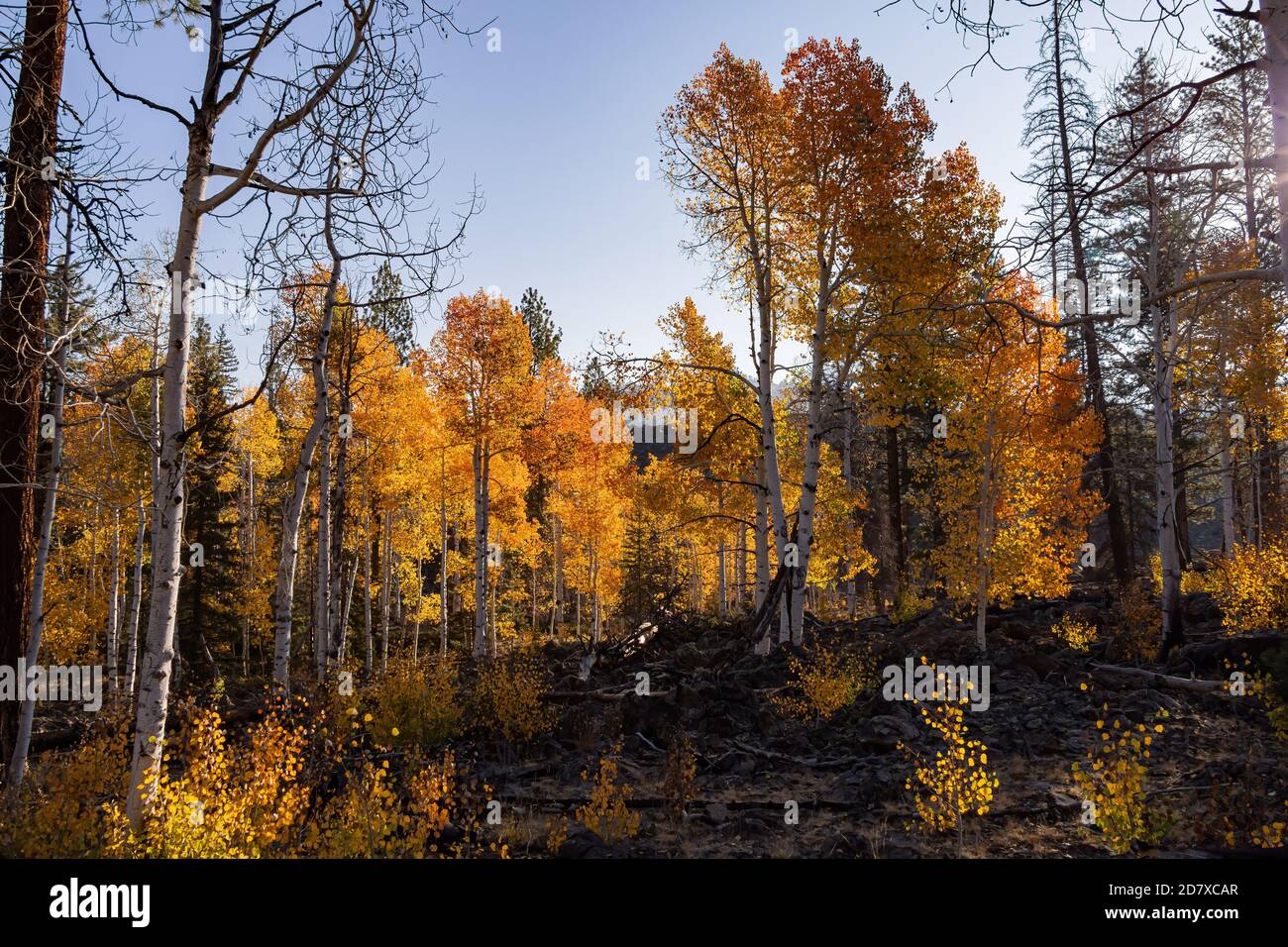 Sunny view of the beautiful fall color around Dixie National Forest at ...