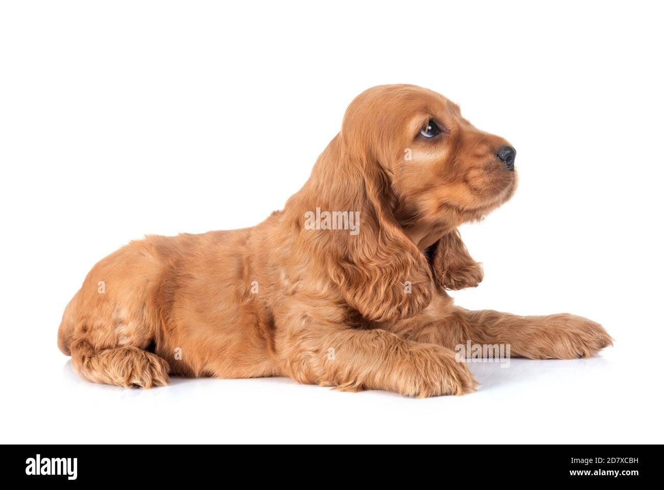 puppy cocker spaniel in front of white background Stock Photo - Alamy