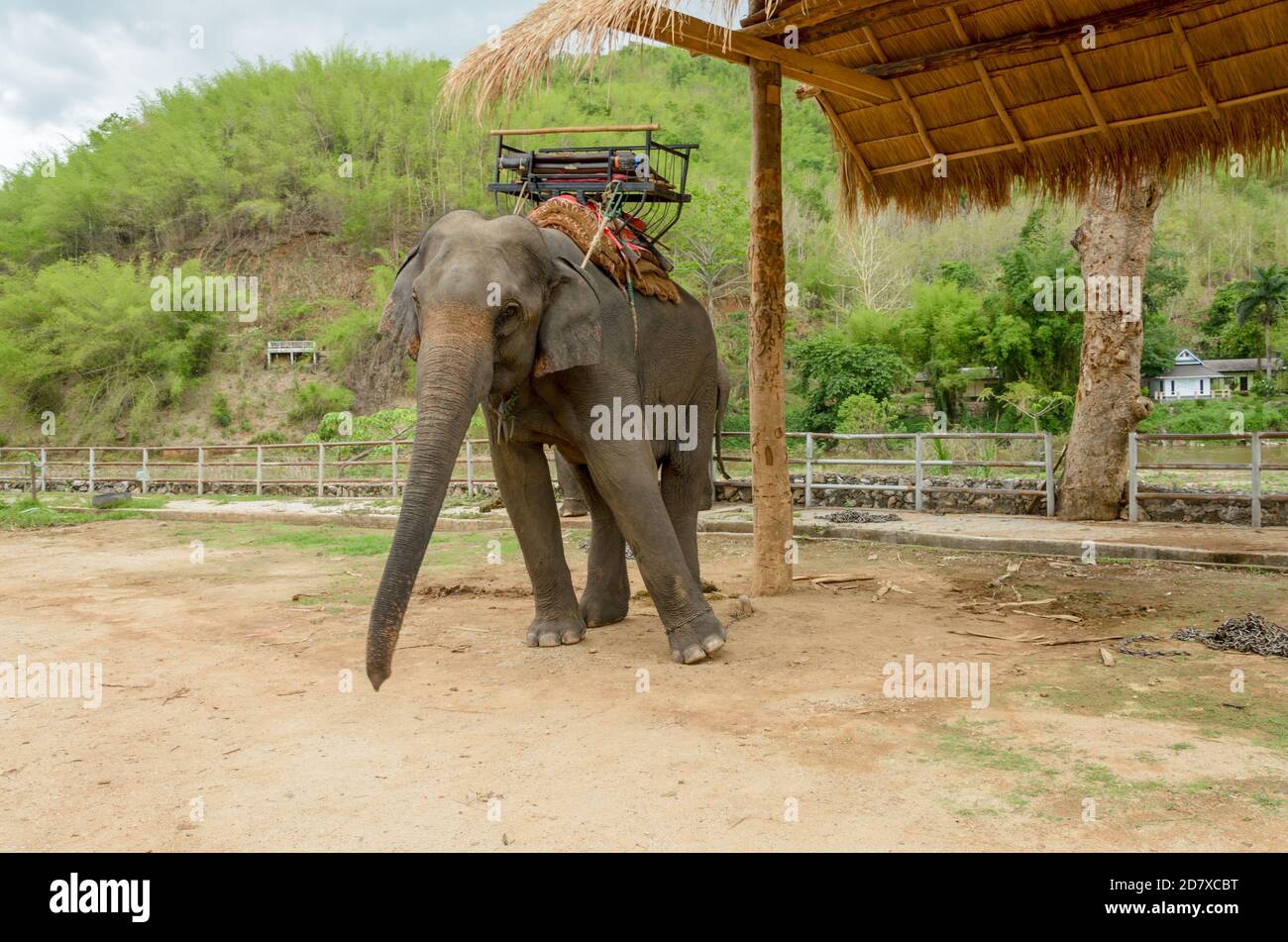 Elephant with howdah at elephants camp Ruammit Karen village,Chiang Rai ...