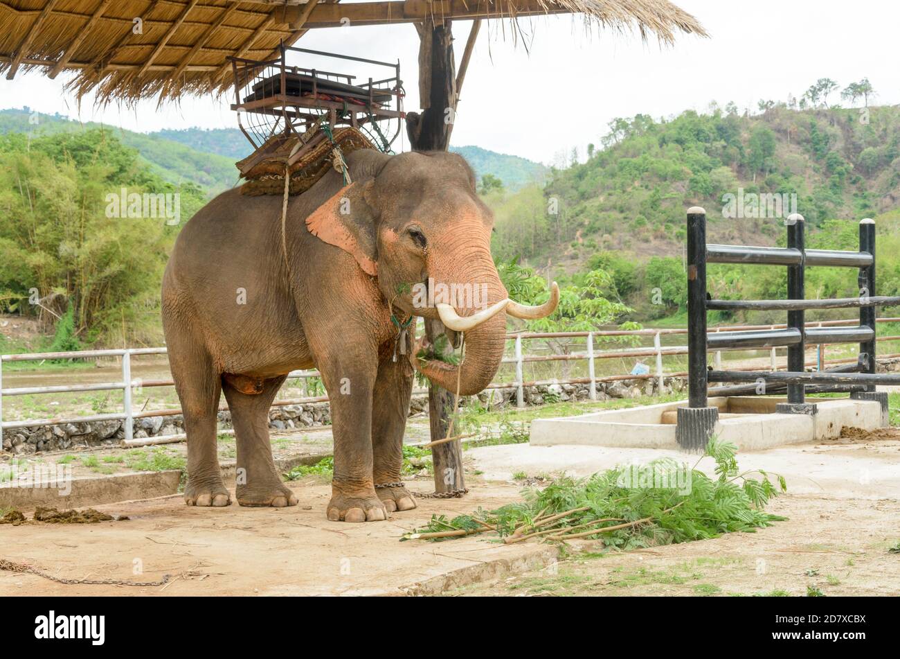 Elephant with howdah at elephants camp Ruammit Karen village,Chiang Rai ...