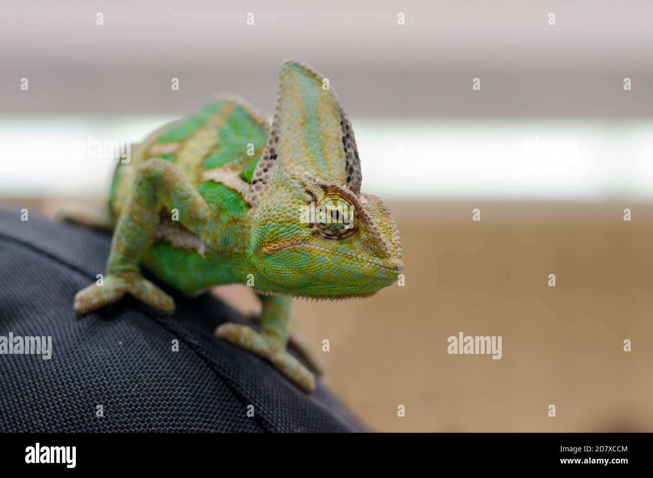 Funny Reptiles