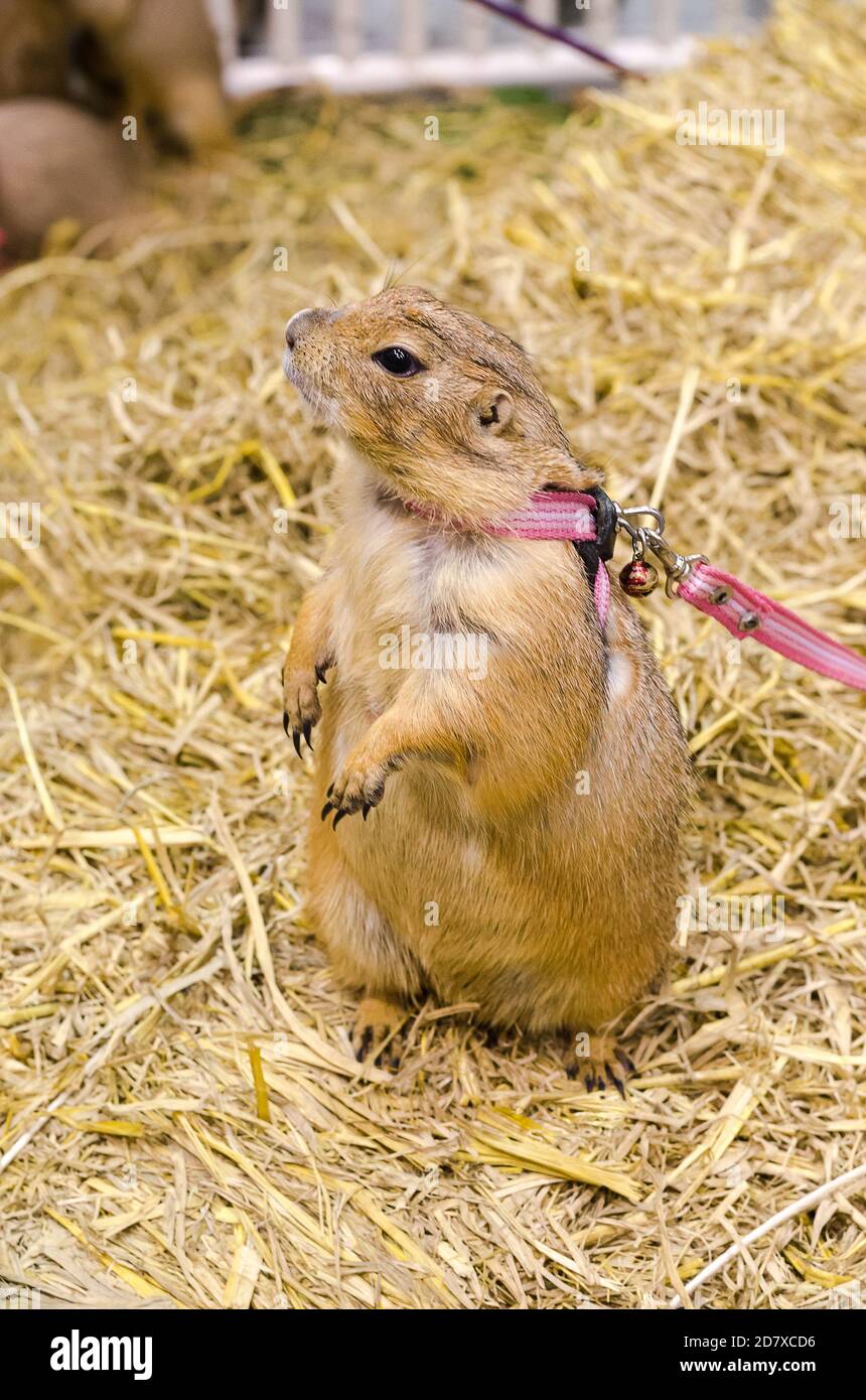 Cute prairie dog on hay grass Stock Photo - Alamy