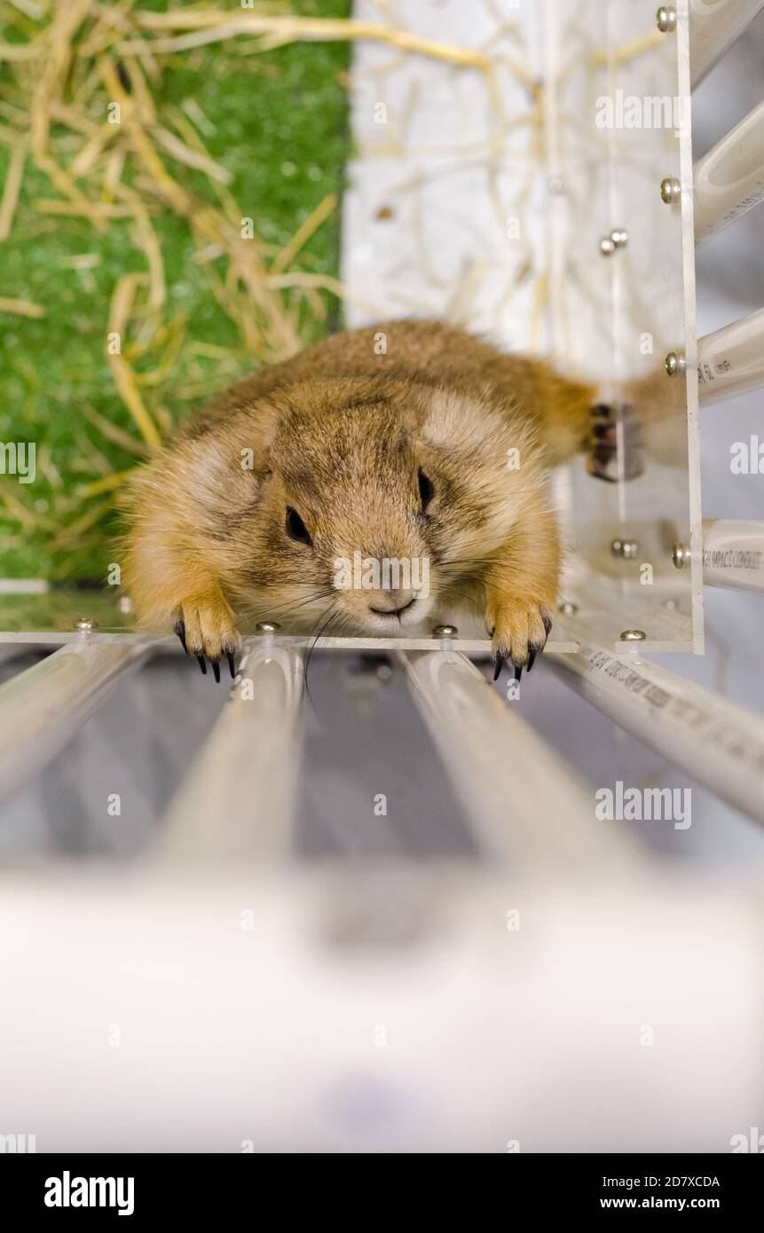 Top view of prairie dog in white cage Stock Photo - Alamy