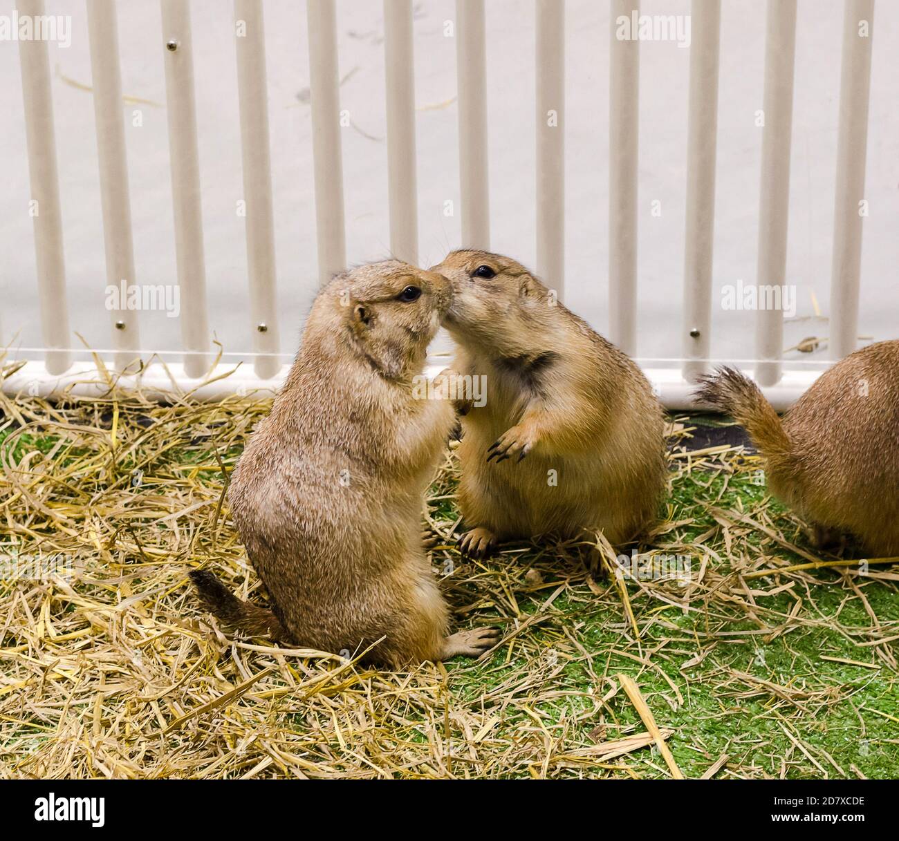 prairie dog kiss for greeting Stock Photo - Alamy
