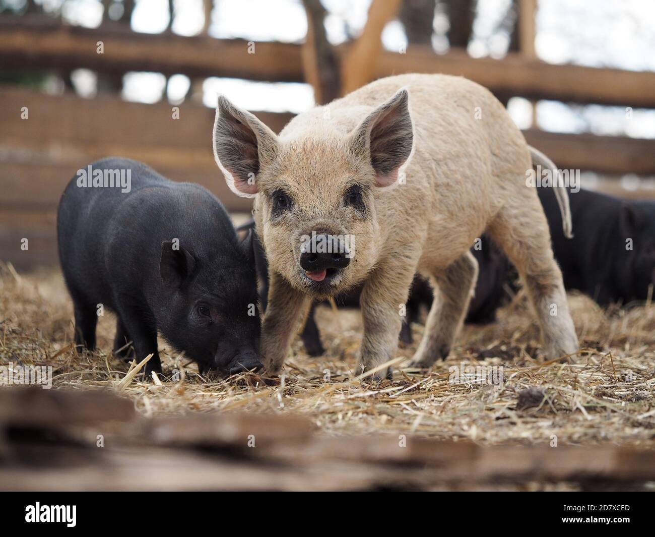 Mangalitsa pigs hi-res stock photography and images - Alamy
