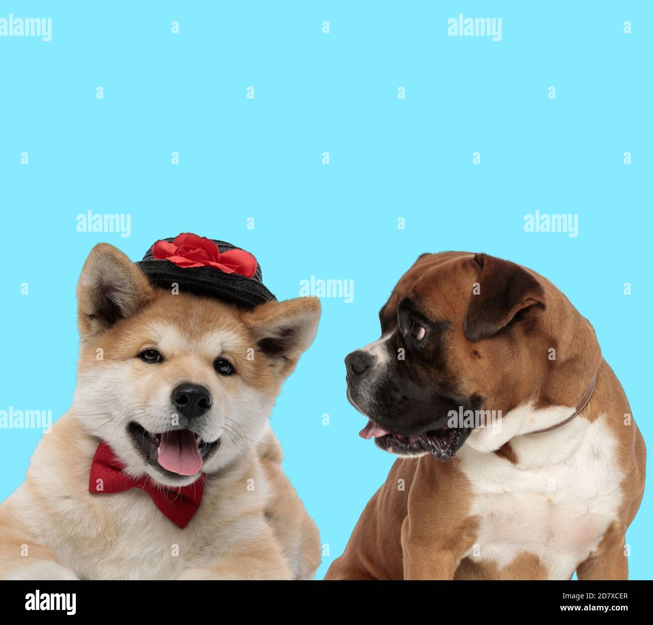 What Dose A Akita Boxer Look Like