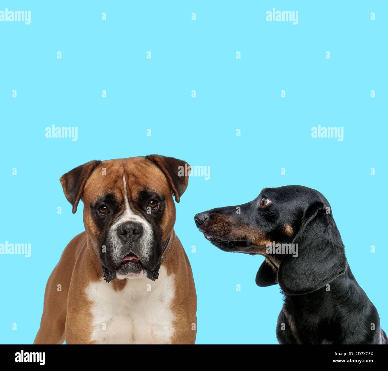 Dutiful High Resolution Stock Photography and Images - Alamy