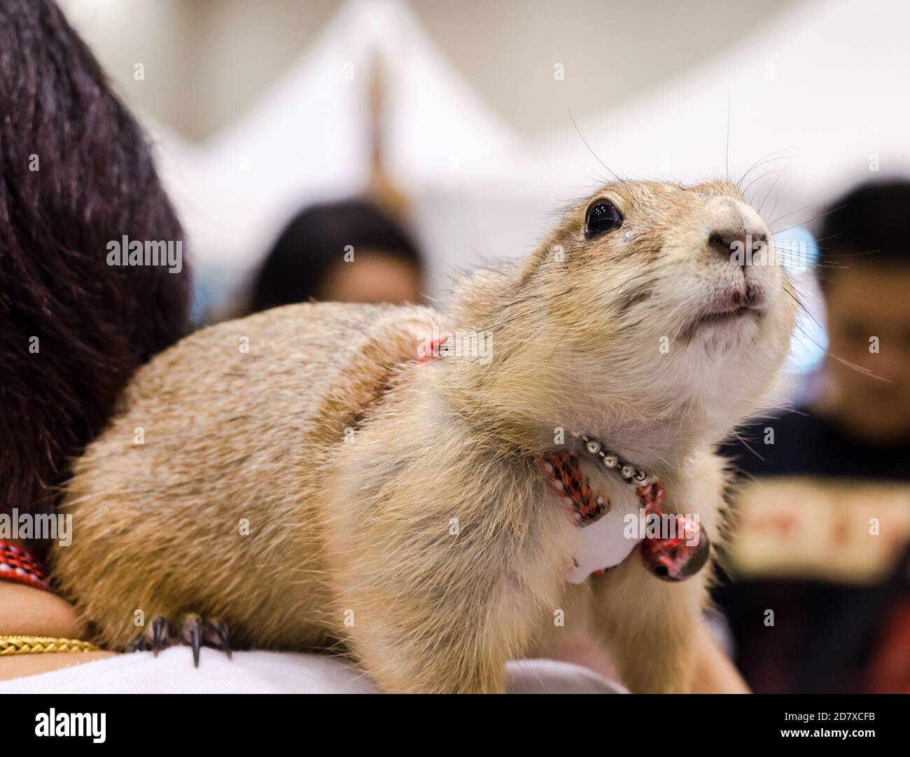 Black and white prairie dog hi-res stock photography and images - Alamy