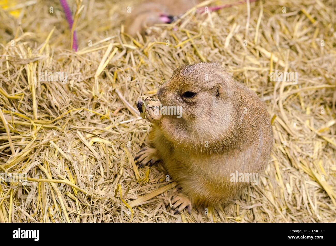 Baby prairie dog hi-res stock photography and images - Alamy