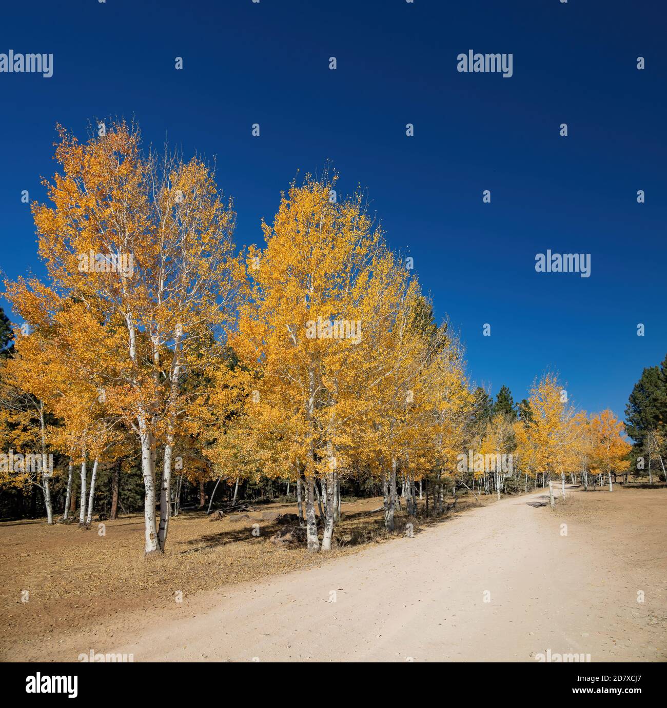 Beautiful sunny fall color of the Uinta Flat Designated Dispersed ...