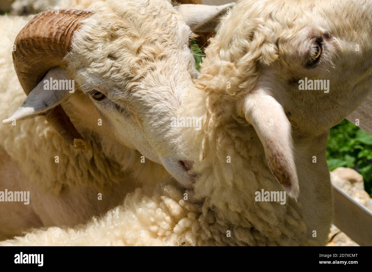 Garden close up in summer grazing hi-res stock photography and images ...