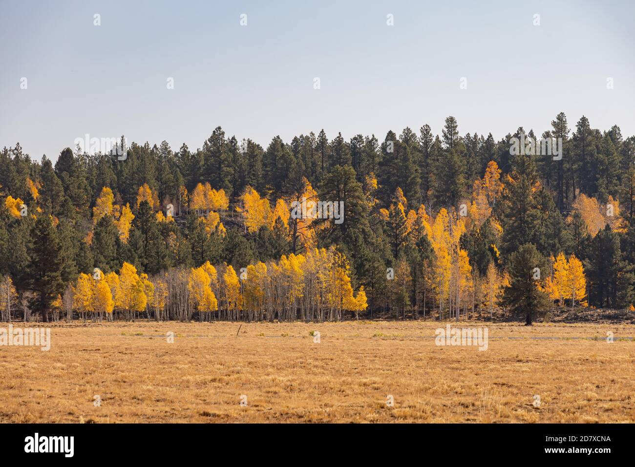Beautiful sunny fall color of the Uinta Flat Designated Dispersed ...