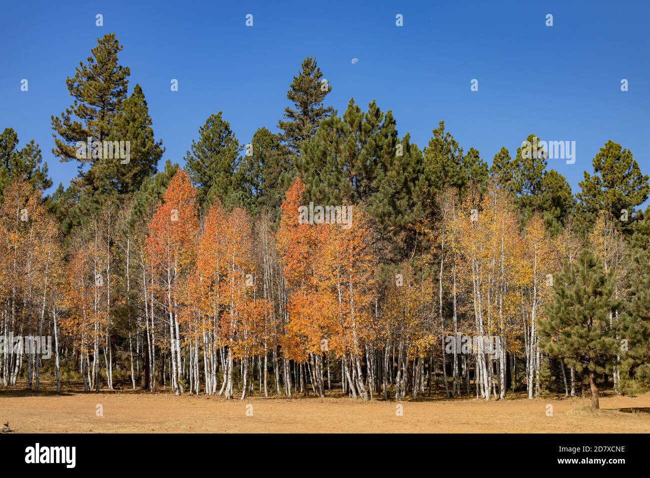 Beautiful sunny fall color of the Uinta Flat Designated Dispersed ...