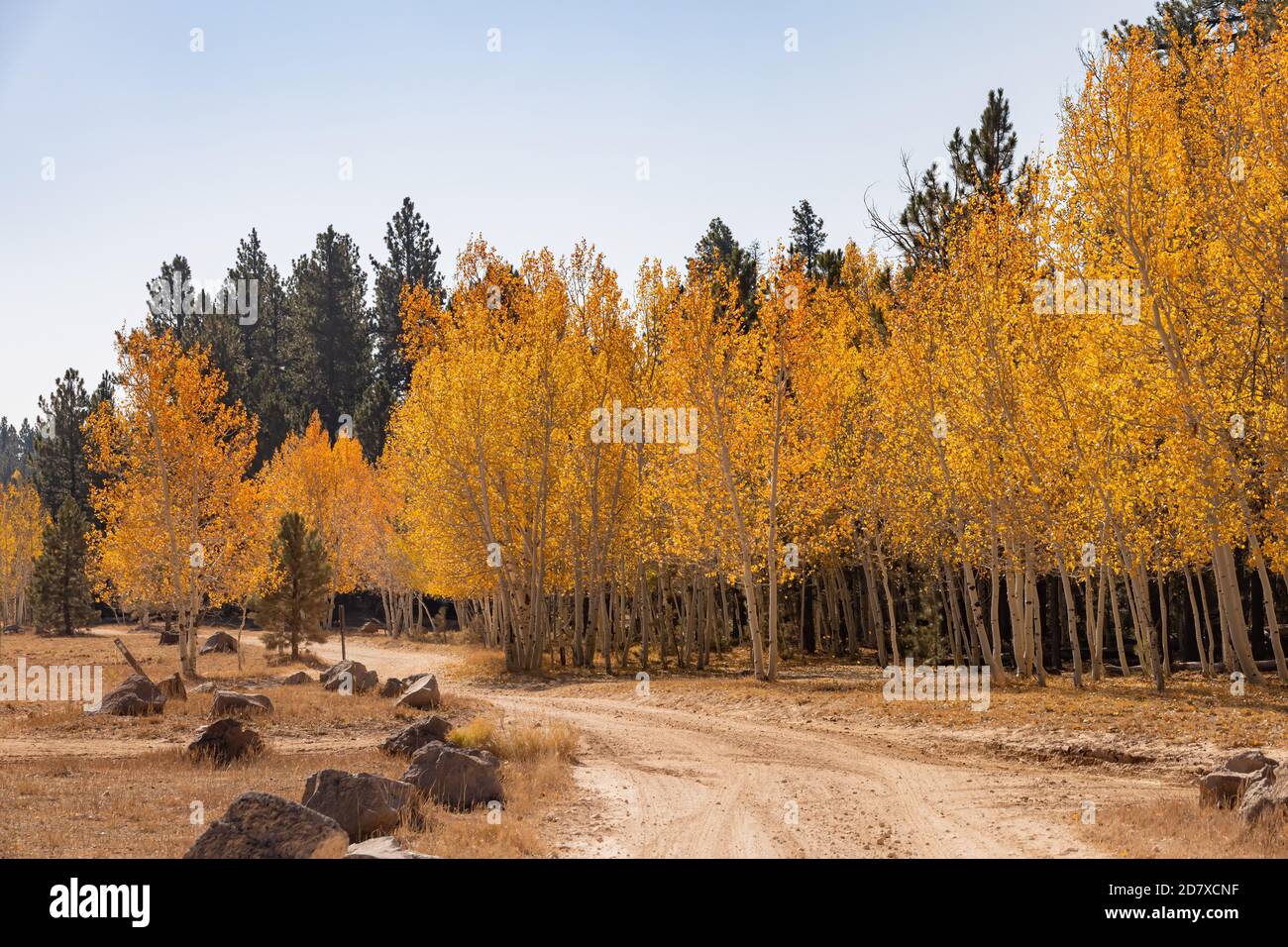 Beautiful sunny fall color of the Uinta Flat Designated Dispersed ...