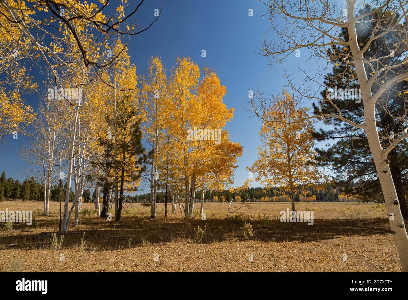 Beautiful sunny fall color of the Uinta Flat Designated Dispersed ...