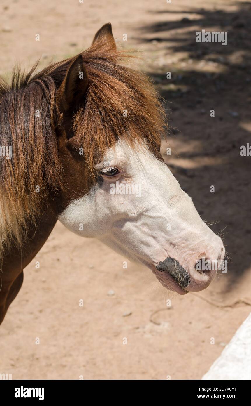 horse face portrait Stock Photo - Alamy