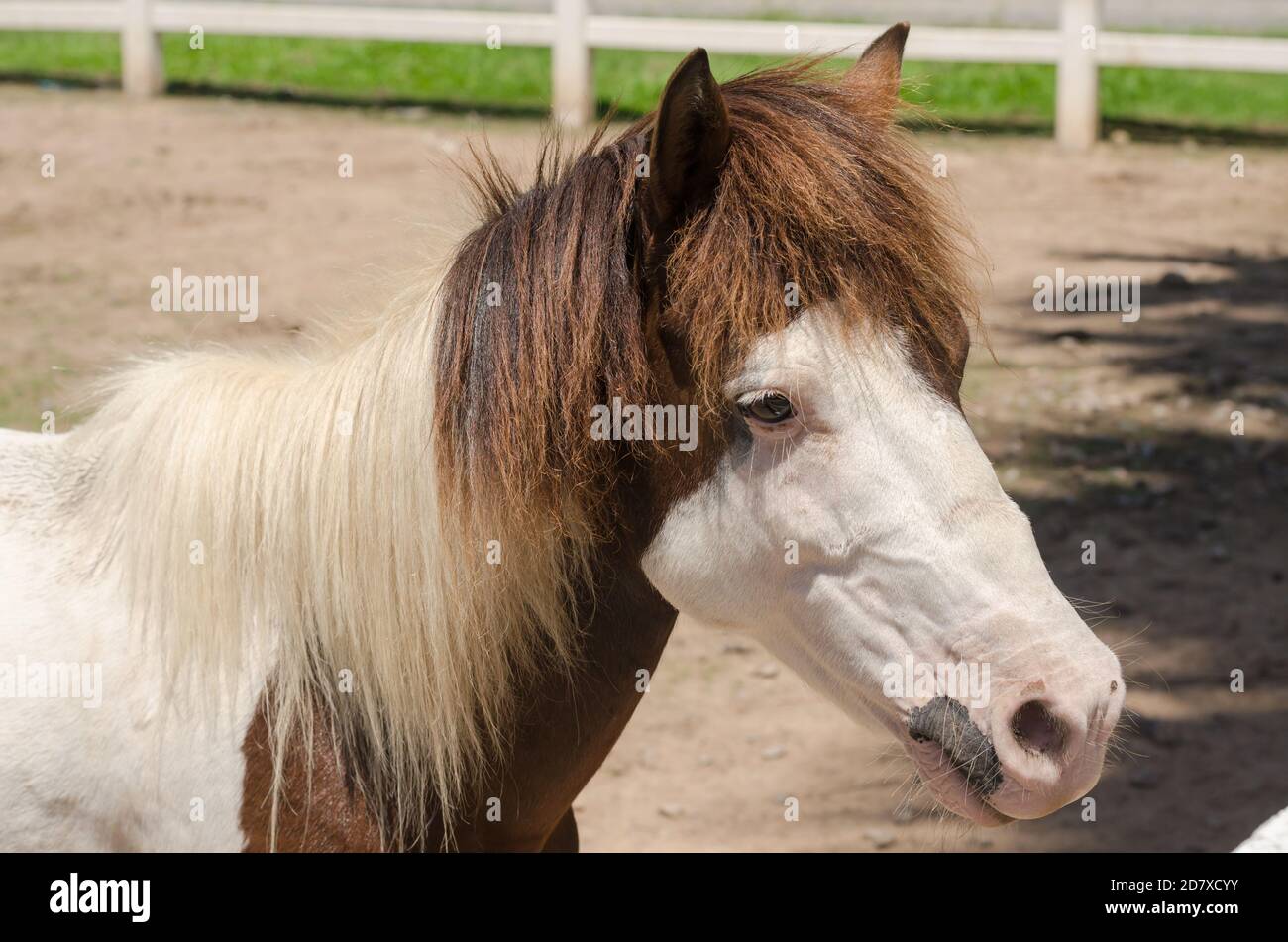 horse face portrait in stables Stock Photo - Alamy