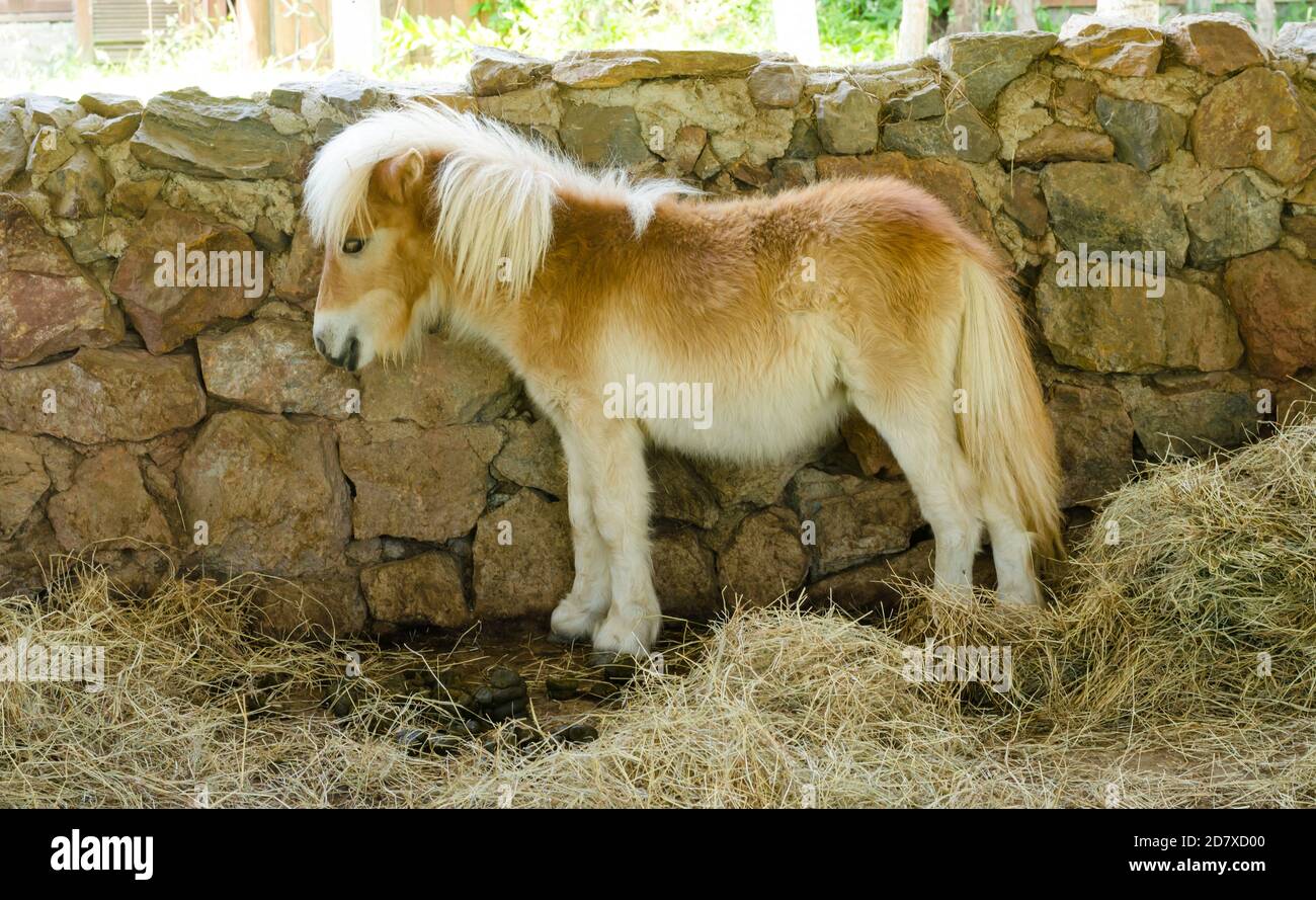 cute small horse in stables Stock Photo - Alamy