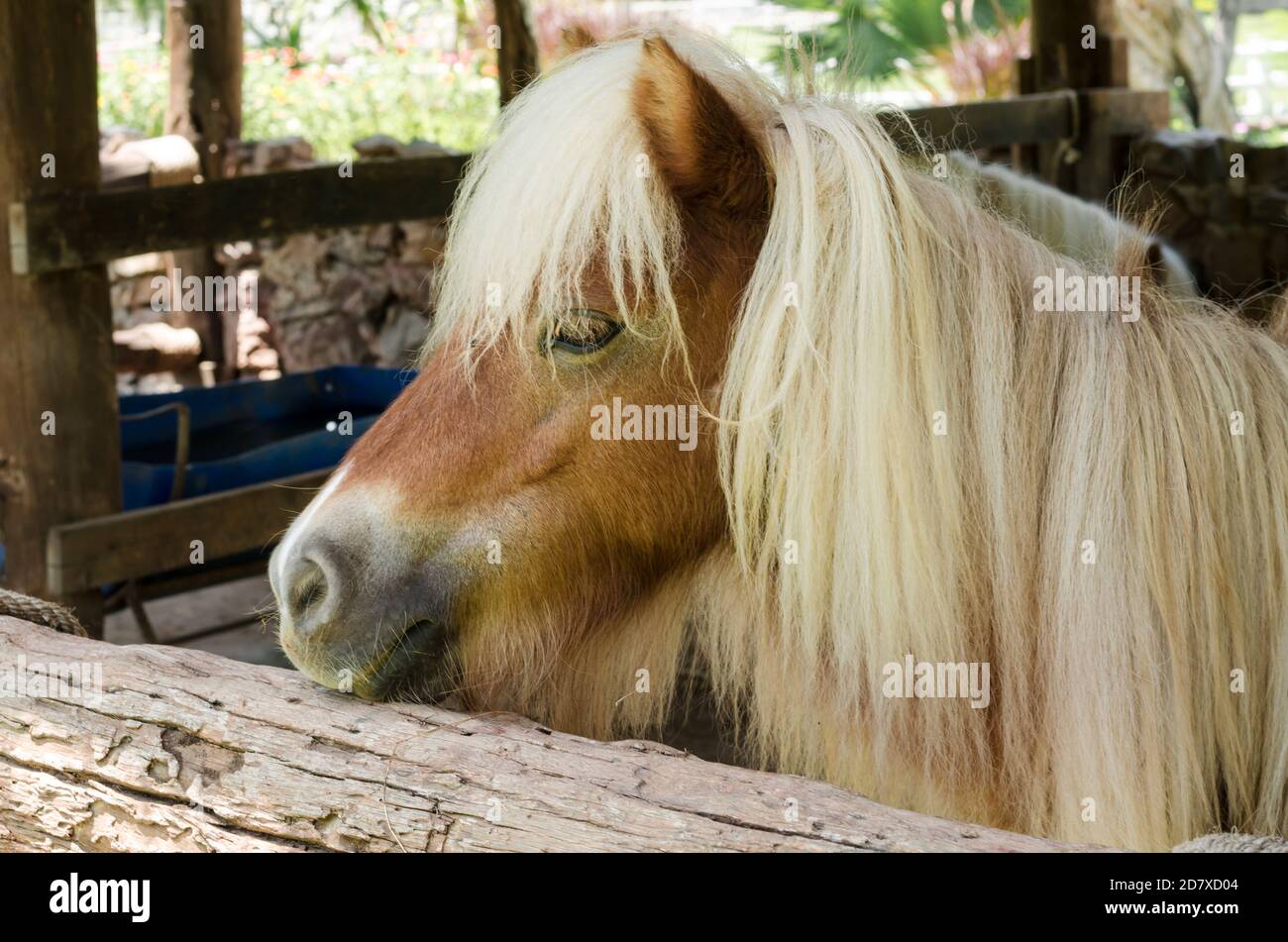 horse face portrait Stock Photo - Alamy