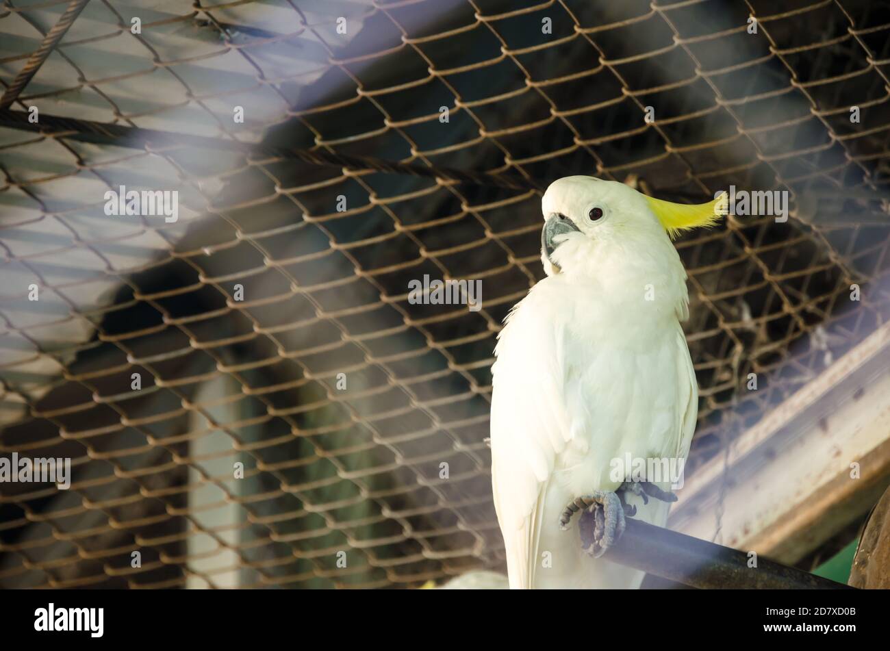 Beautiful cockatoo species hi-res stock photography and images - Alamy