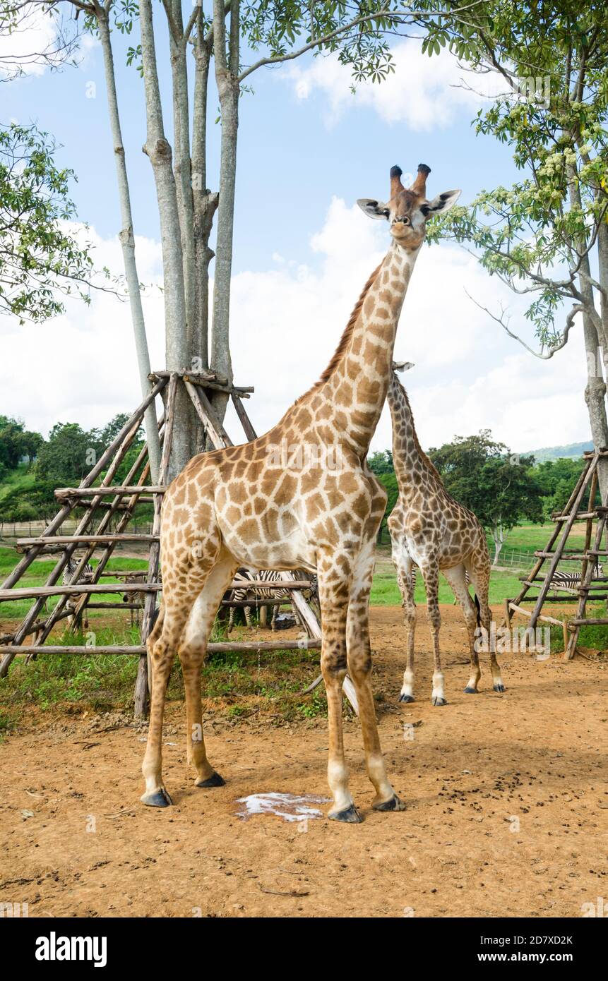 Giraffe in the forest hi-res stock photography and images - Alamy