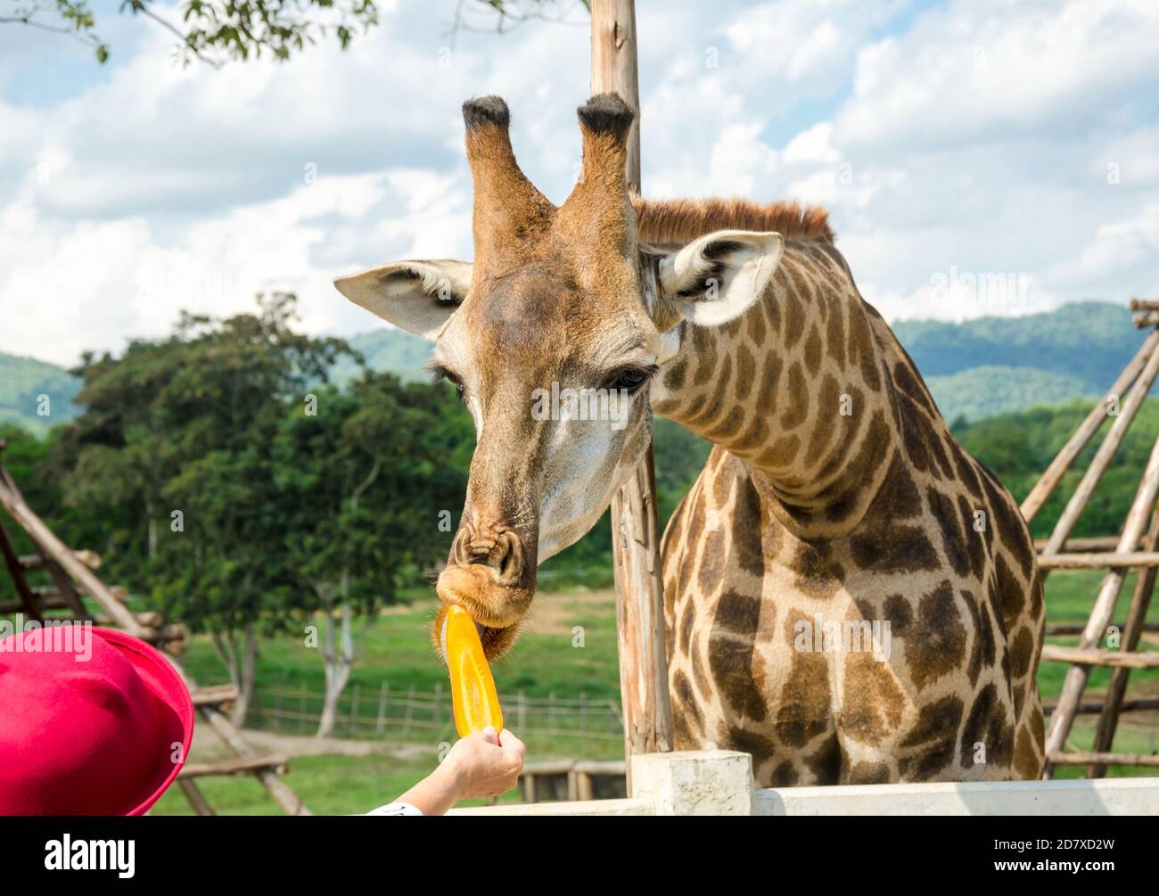Hug giraffe hi-res stock photography and images - Alamy
