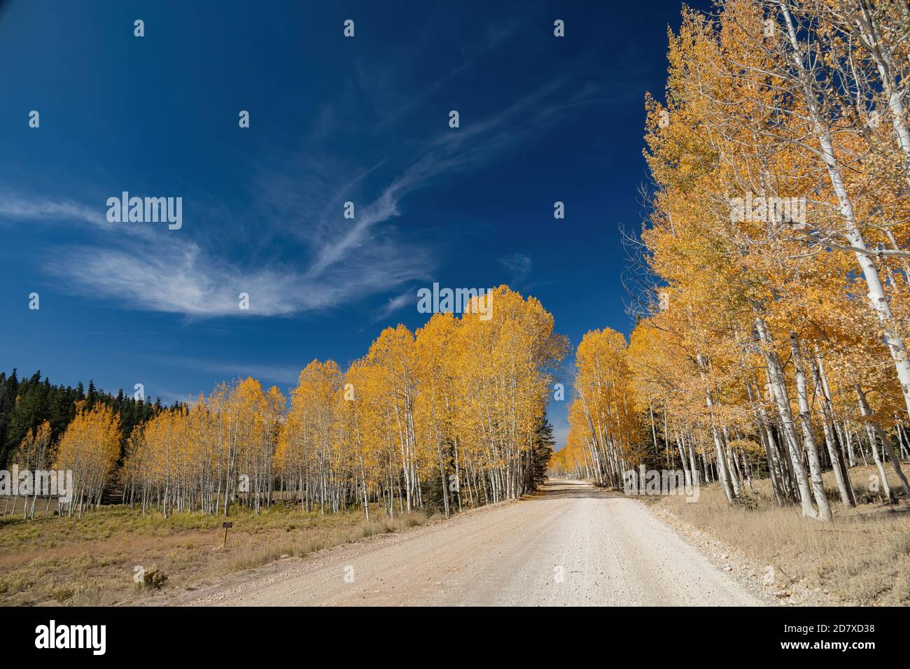 Beautiful sunny fall color around Strawberry Point Road at Utah Stock ...