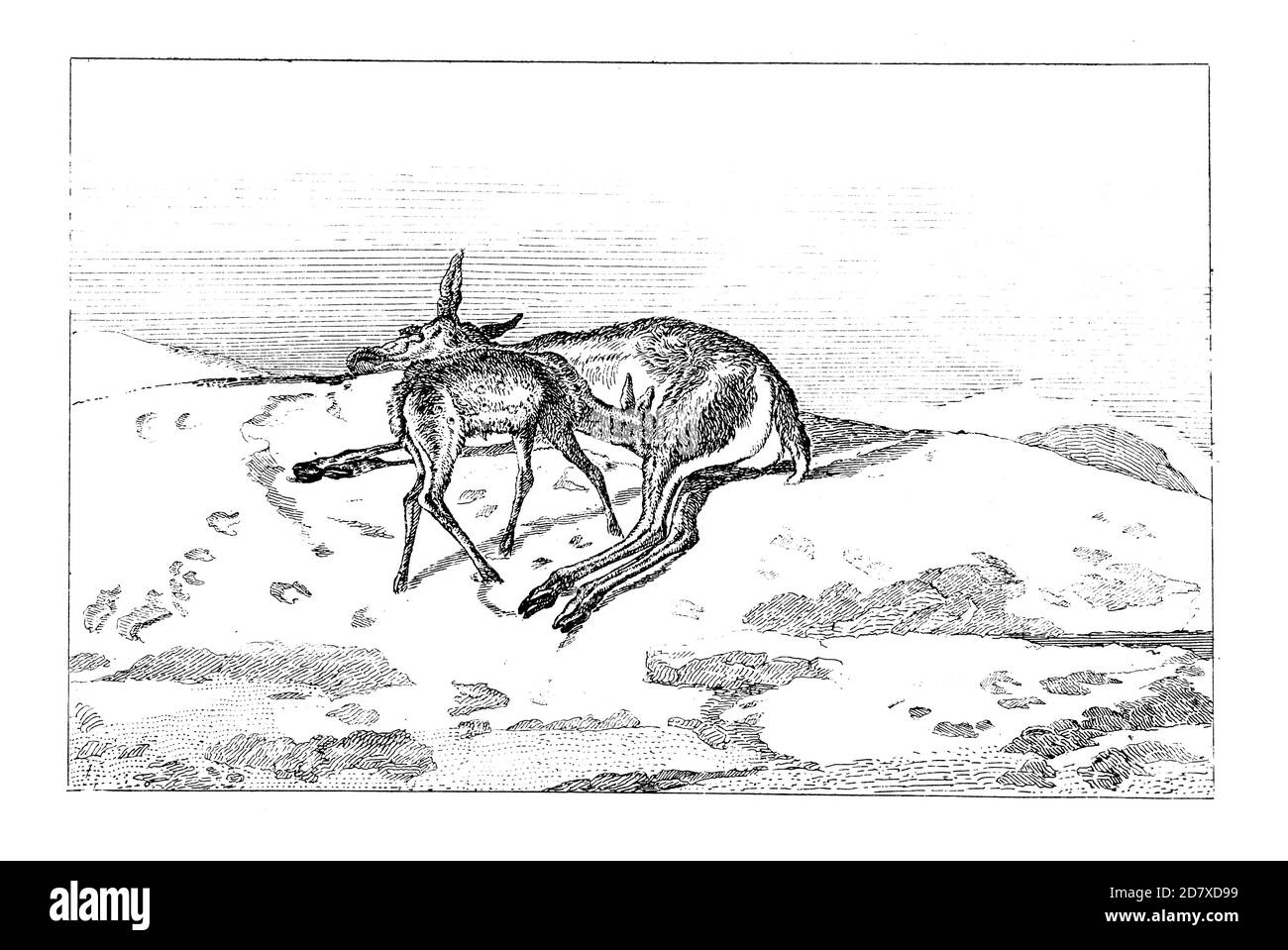 19th-century engraving depicting The Random Shot, painting by Sir Edwin ...