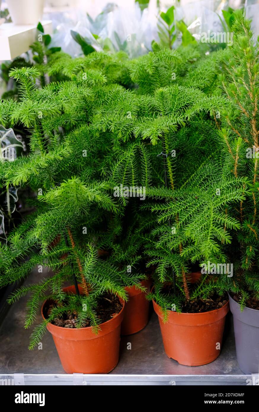 Araucaria heterophylla indoor hi-res stock photography and images - Alamy