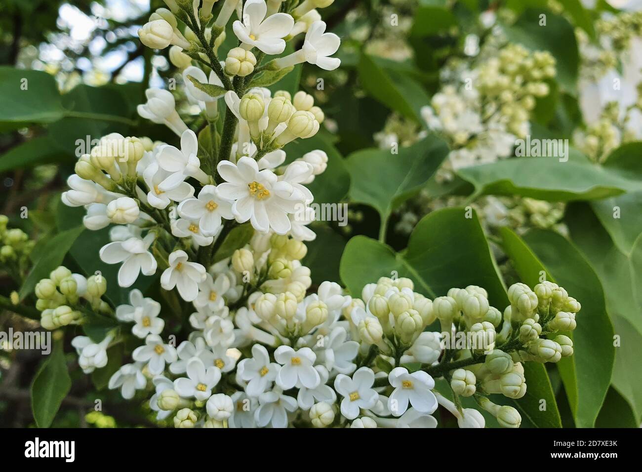 Focus photos is left on the photo on a ten leaf flower of white lilac ...