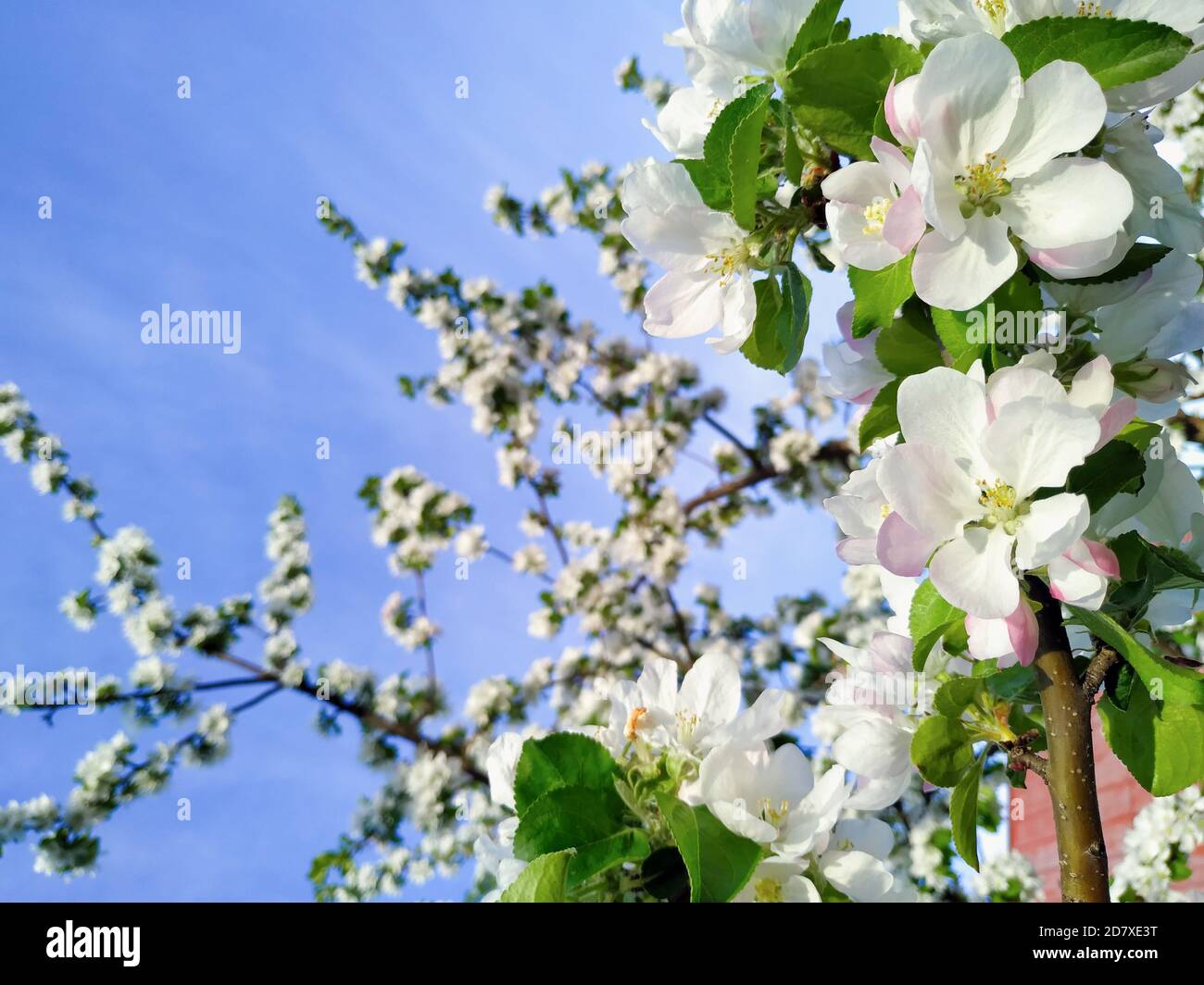 The focus of this photo is on the large flower on the right side of the ...