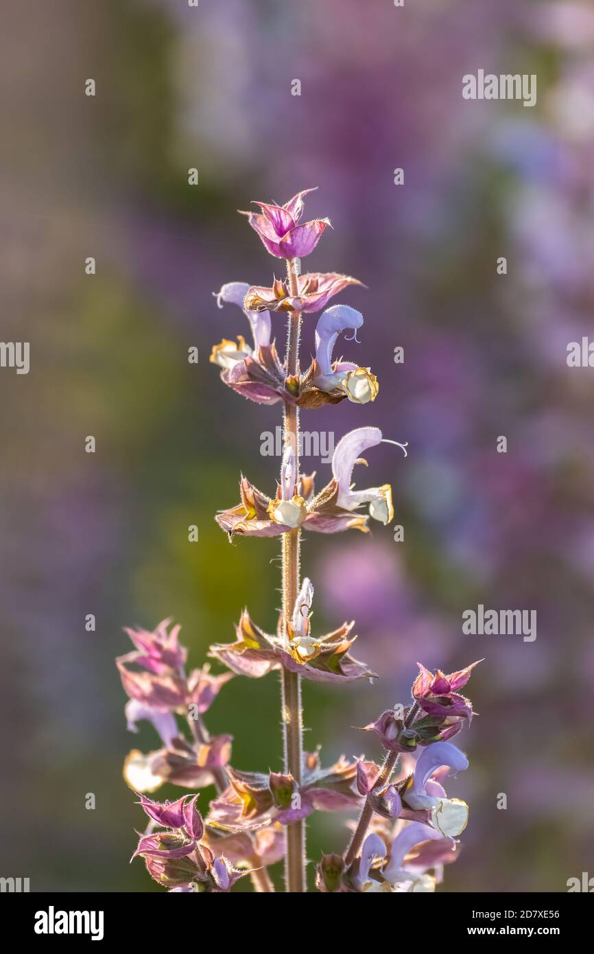 Sage flowers in a field in Provence, medicinal flowers, beautiful ...