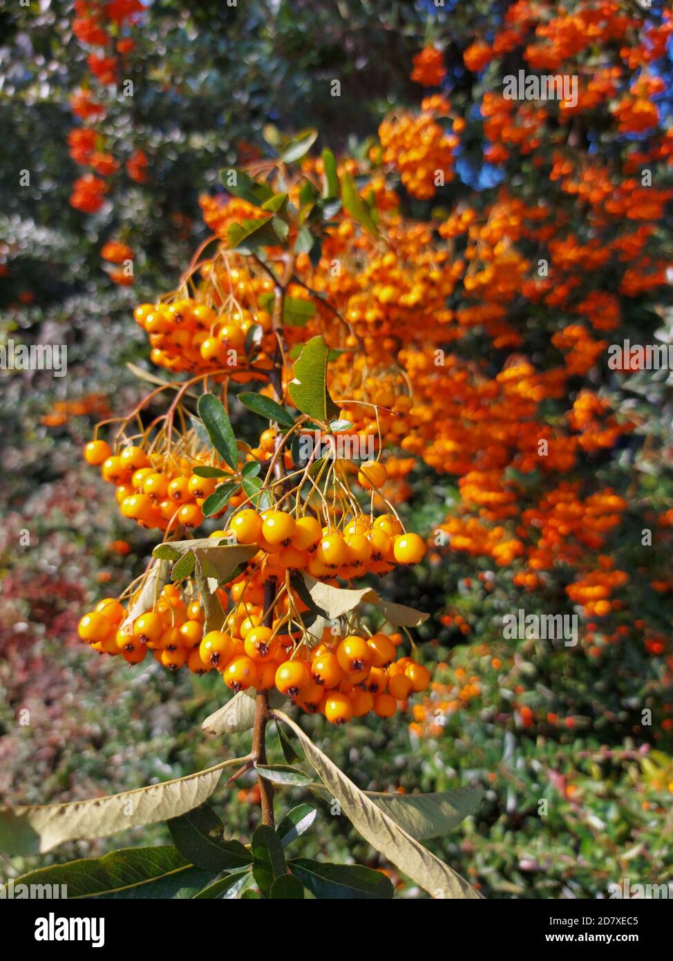 Sea buckthorn vector background hi-res stock photography and images - Alamy