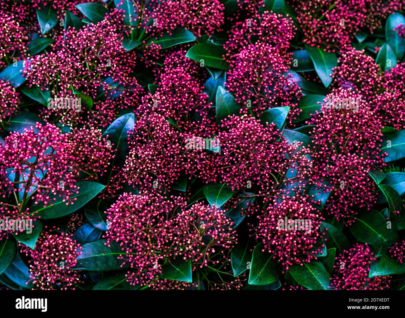 Skimmia japonica Pabella for sale in the store. Choosing plants house ...