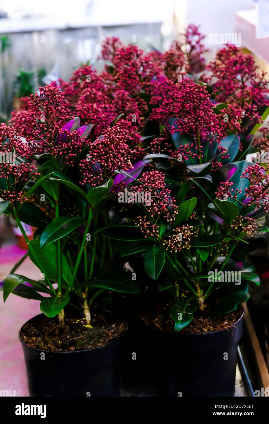 Skimmia japonica Pabella for sale in the store. Choosing plants house ...