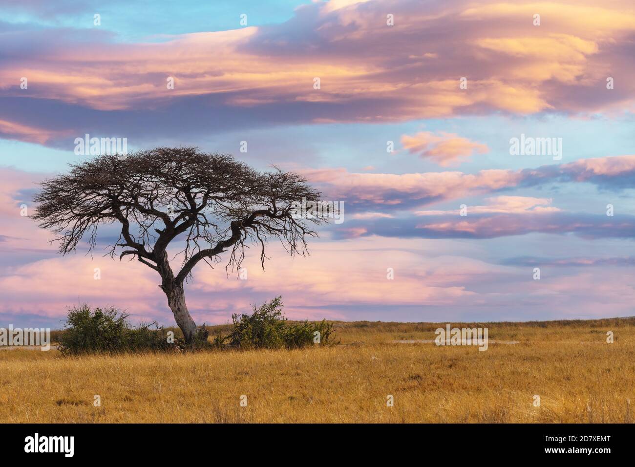 pink african sunset over acacia tree, nature wilderness scene, Africa ...