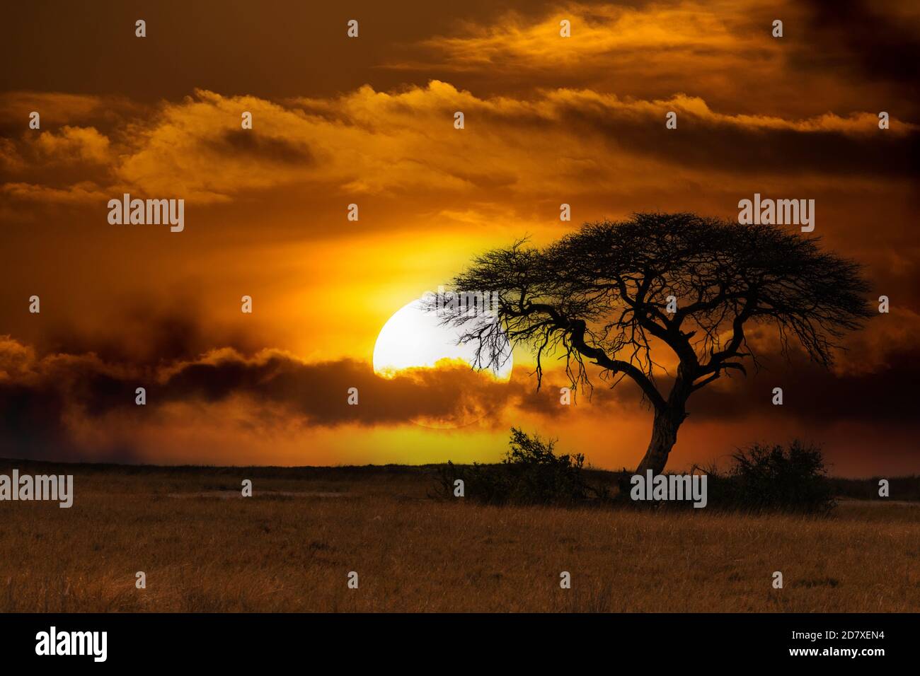 orange african sunset over acacia tree with big sun, nature wilderness ...