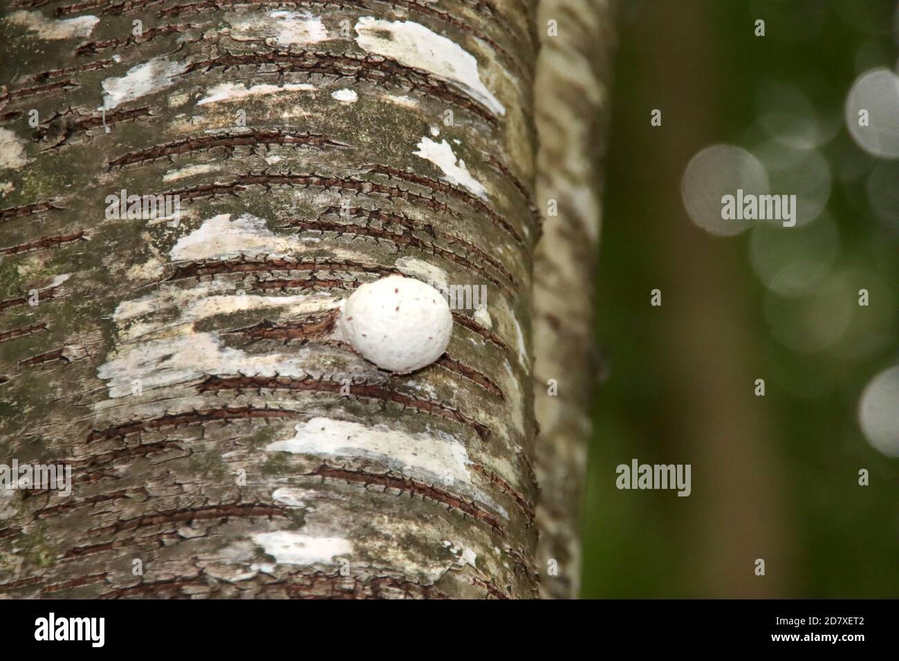 birch polypore, birch bracket, or razor strop on a birch tree which ...