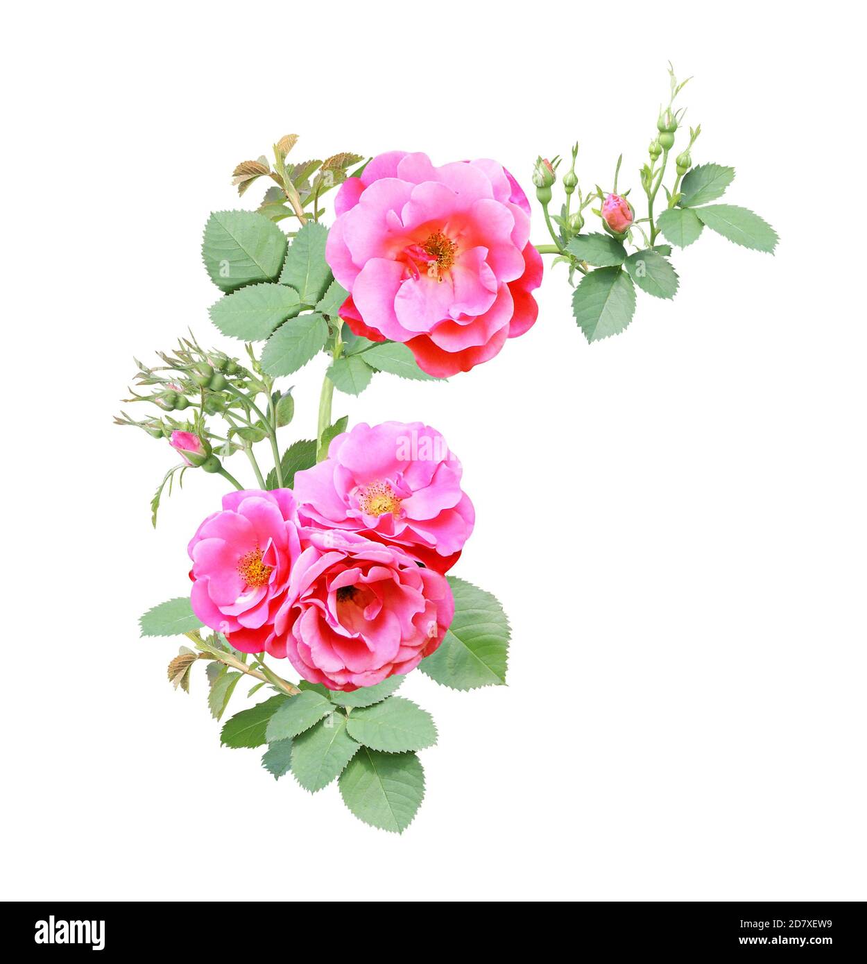 Angle border with branch of rose with pink flowers. Angle frame with ...