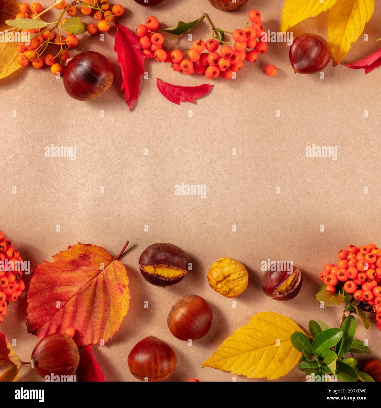 Square autumn design template with autum leaves, chestnuts and a place ...