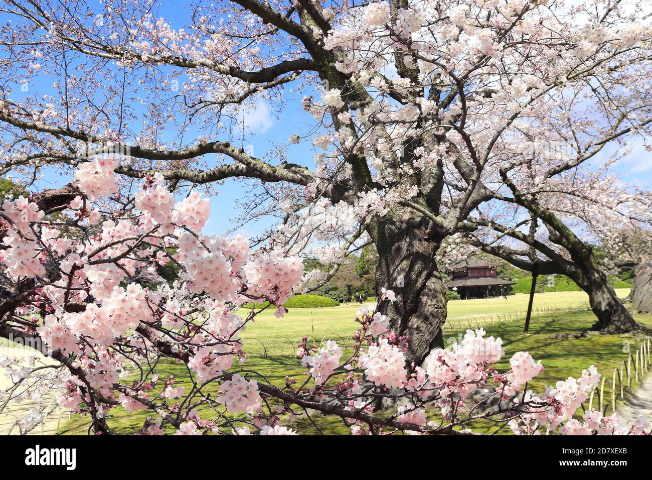 Japanese hanami festival - people enjoy sakura blossom. Cherry ...