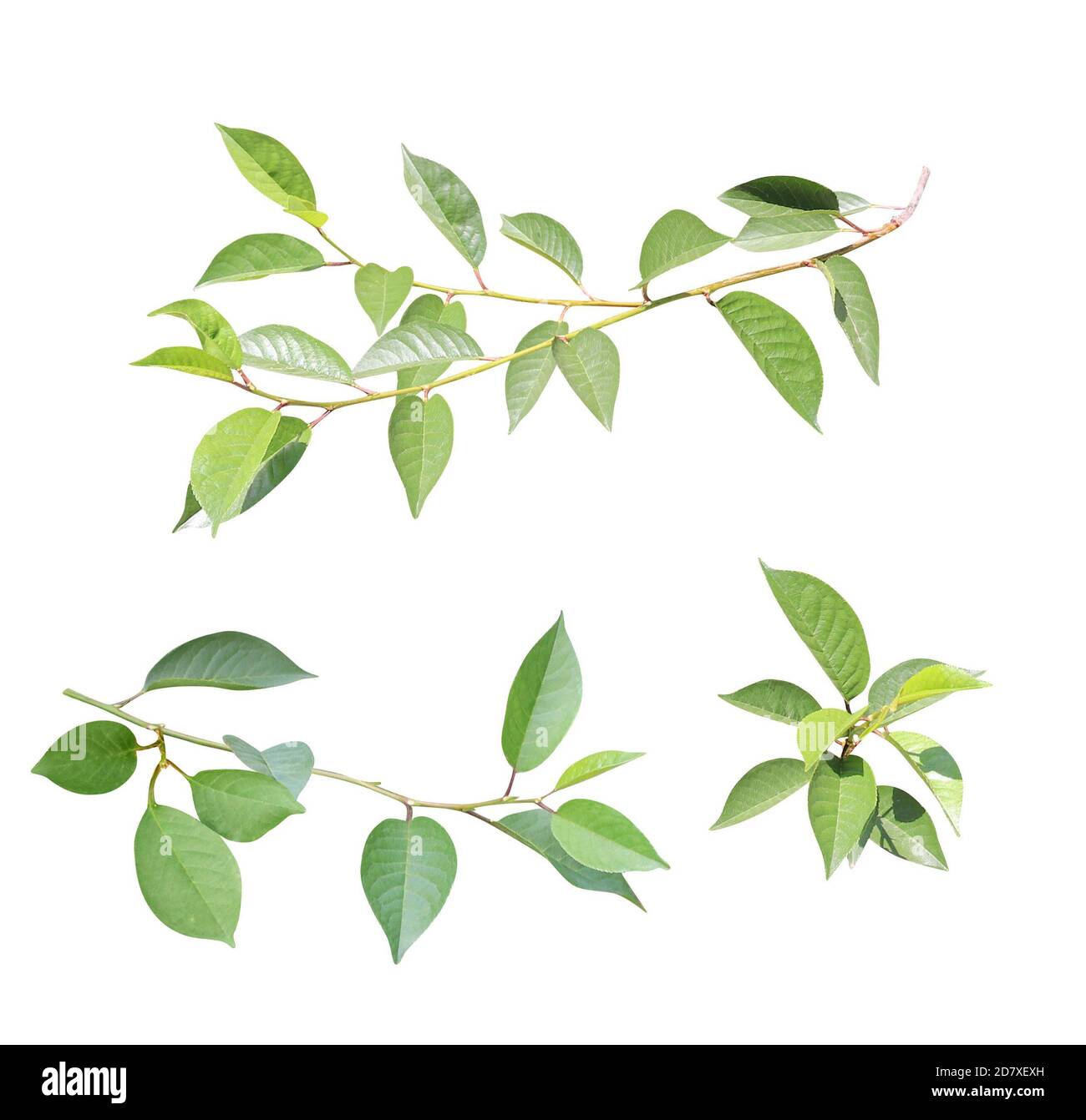 Set of branch with green leaves. Collection of green cherry twigs ...