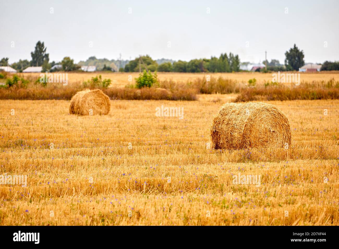 Bright yellow dry Rolls of haystacks on the summer field. Rural ...