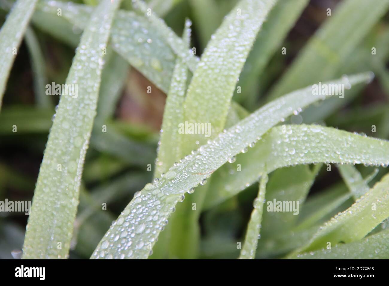 Drops of water on leaves and reed coming from the morning dew in ...