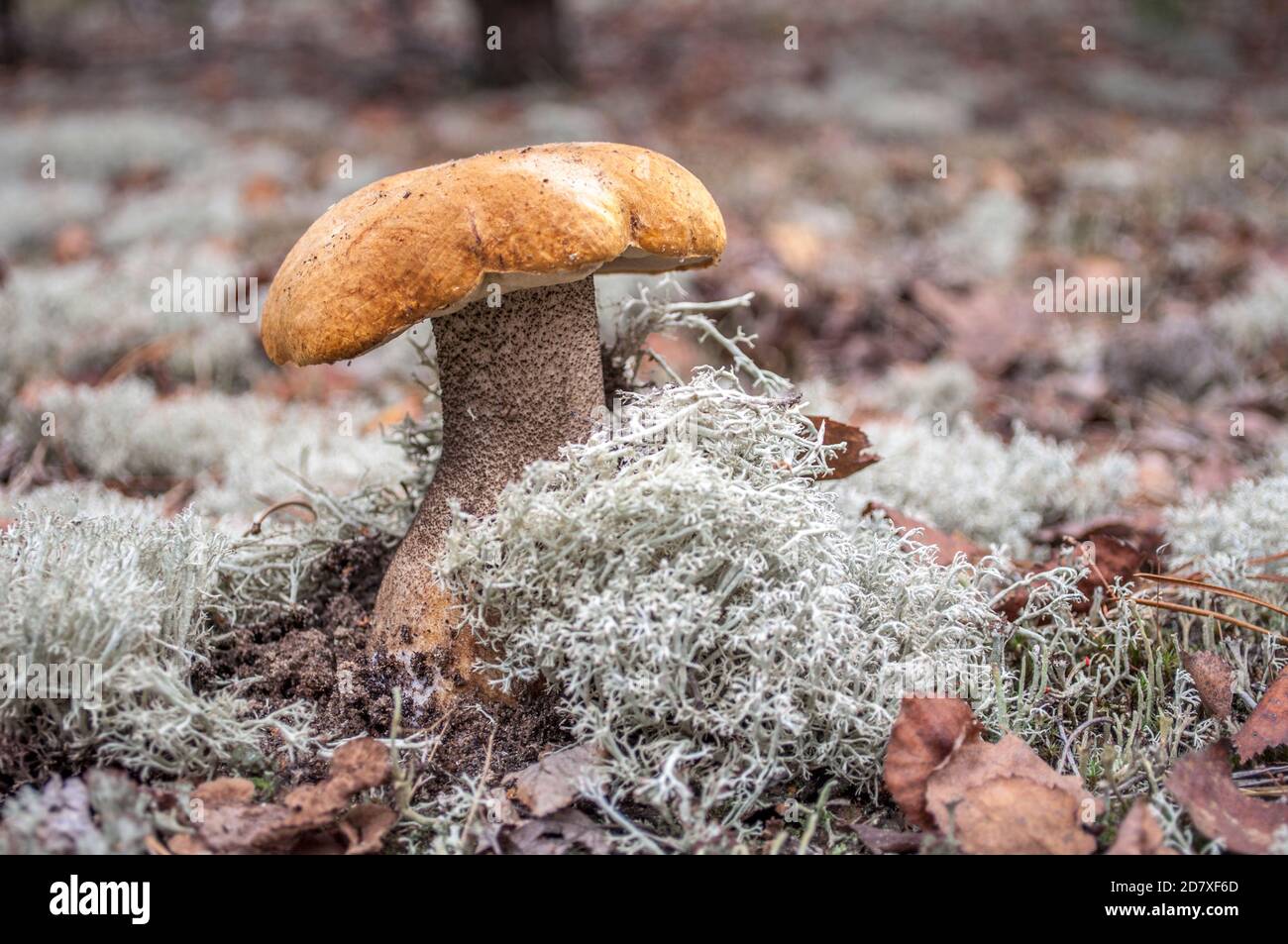 Birch tree mushroom hi-res stock photography and images - Alamy