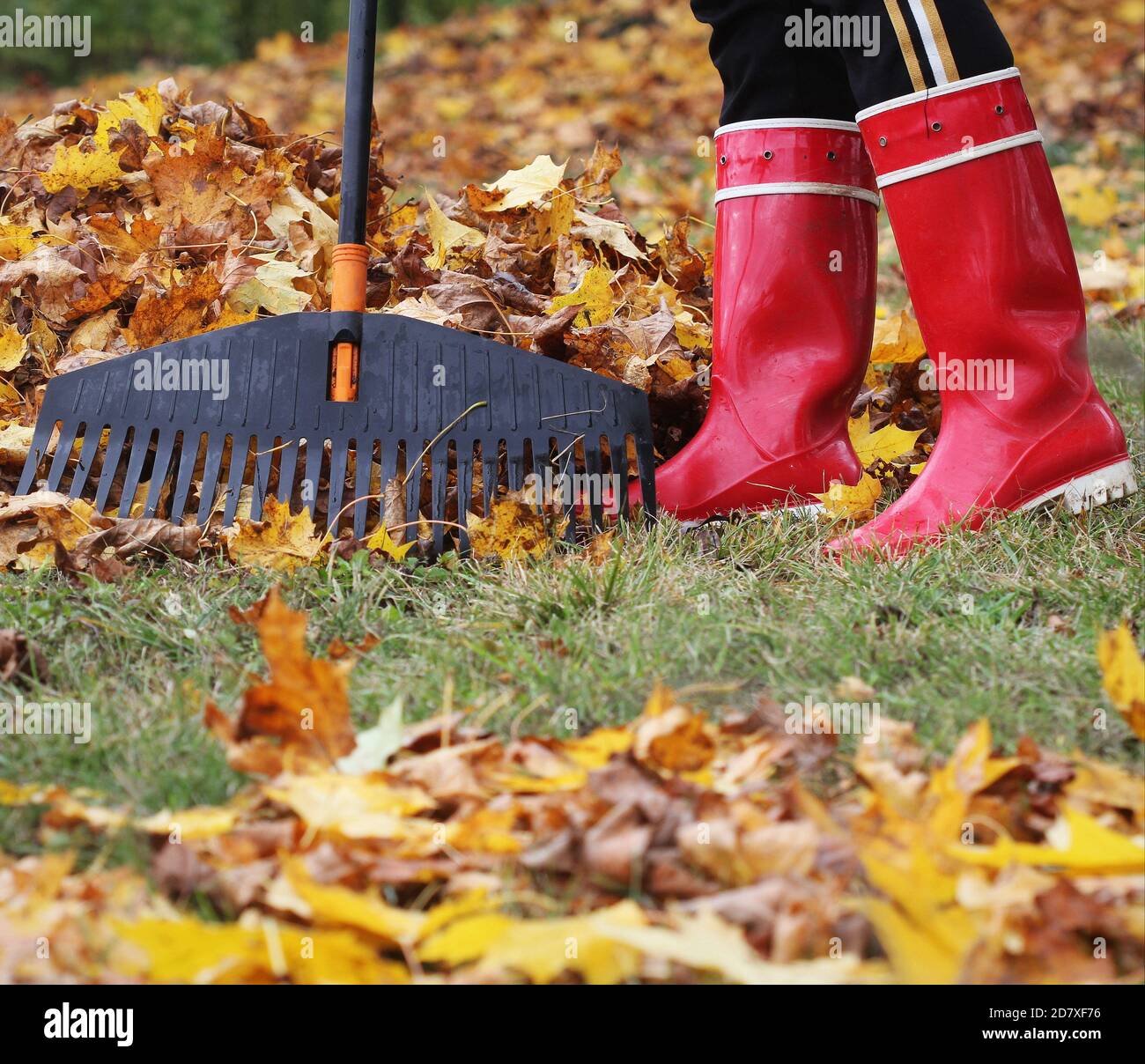 Woman cleaning up fallen leaves with rake, outdoors. Autumn work Stock ...