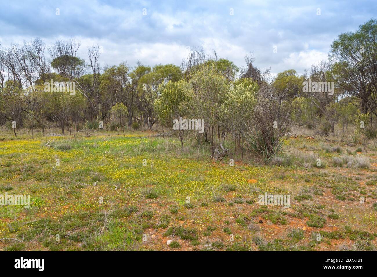 open landscape close to the town of Hyden, Western Australia Stock ...